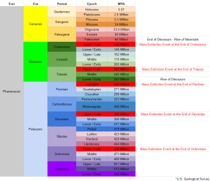 Canadian Ammonite - Majestic Iridescent Fossils - Ammolite Fossil