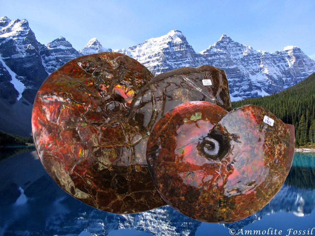 Canadian Ammonite - Majestic Iridescent Fossils - Ammolite Fossil