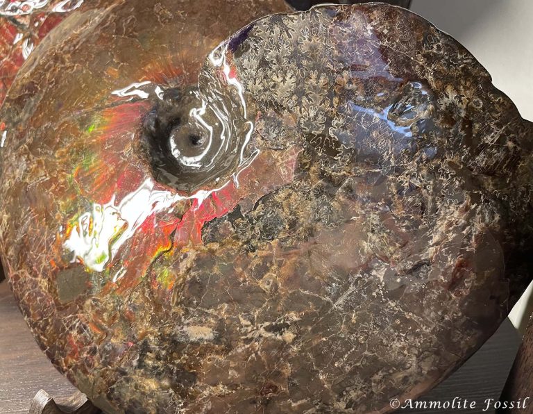 Canadian Ammonite - Majestic Iridescent Fossils - Ammolite Fossil
