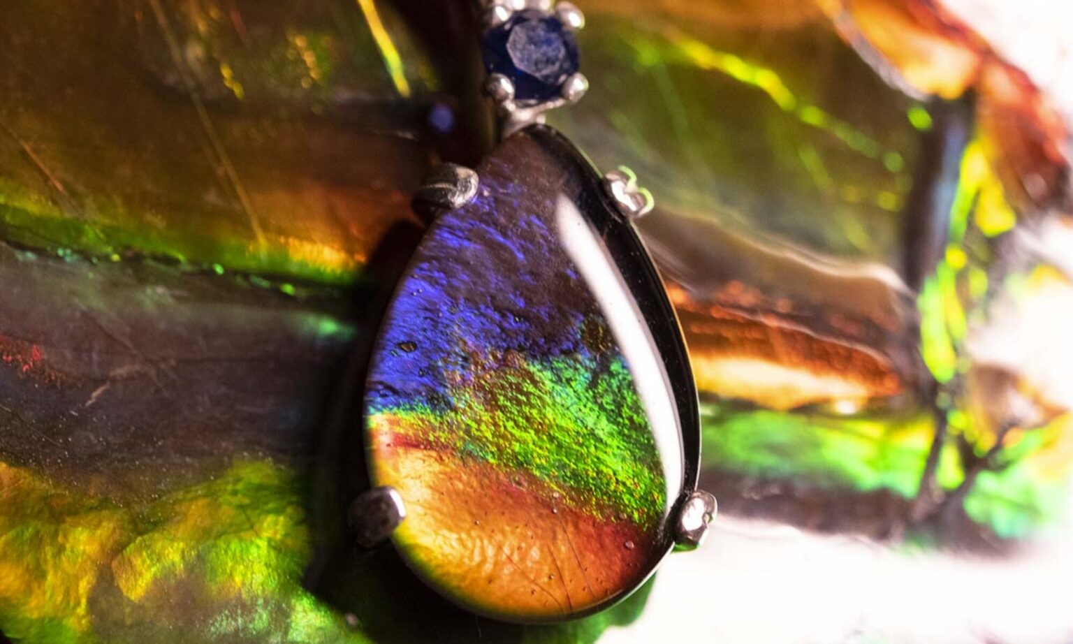 Canadian Ammonite - Majestic Iridescent Fossils - Ammolite Fossil